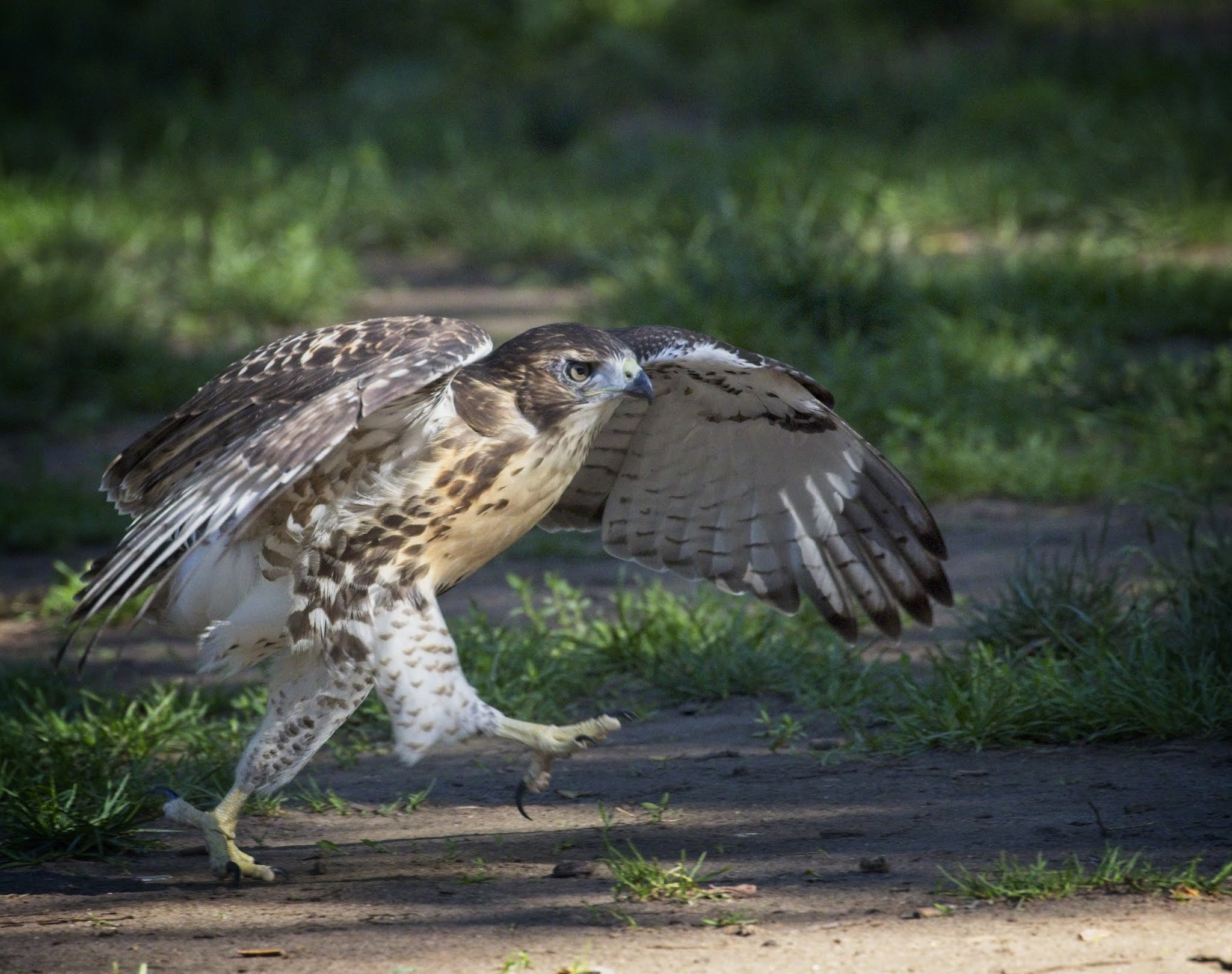 Laura Goggin Photography: Tompkins hawklet learning to catch prey ...