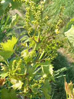 Pratos da Bela: Árvores de fruto entre outros II...
