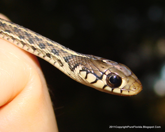 PURE FLORIDA: A Happier Snake Tail