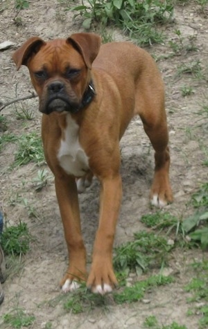 MorsoRosso: MINIATURE BOXER