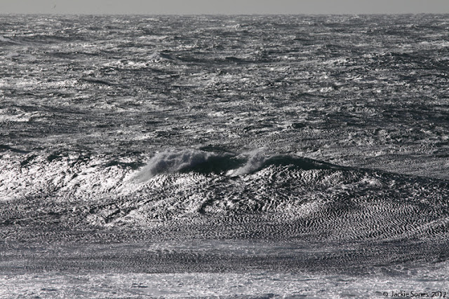 The Natural History of Bodega Head: What does wind look like?
