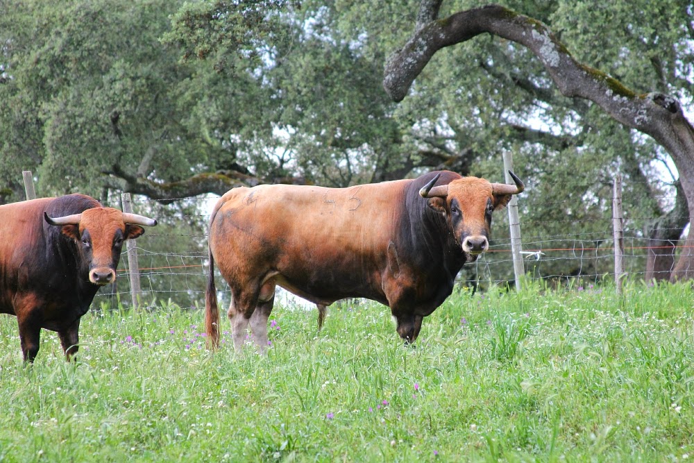 Diário Taurino: Os Charruas para a próxima corrida em Lisboa! (C/Fotos)