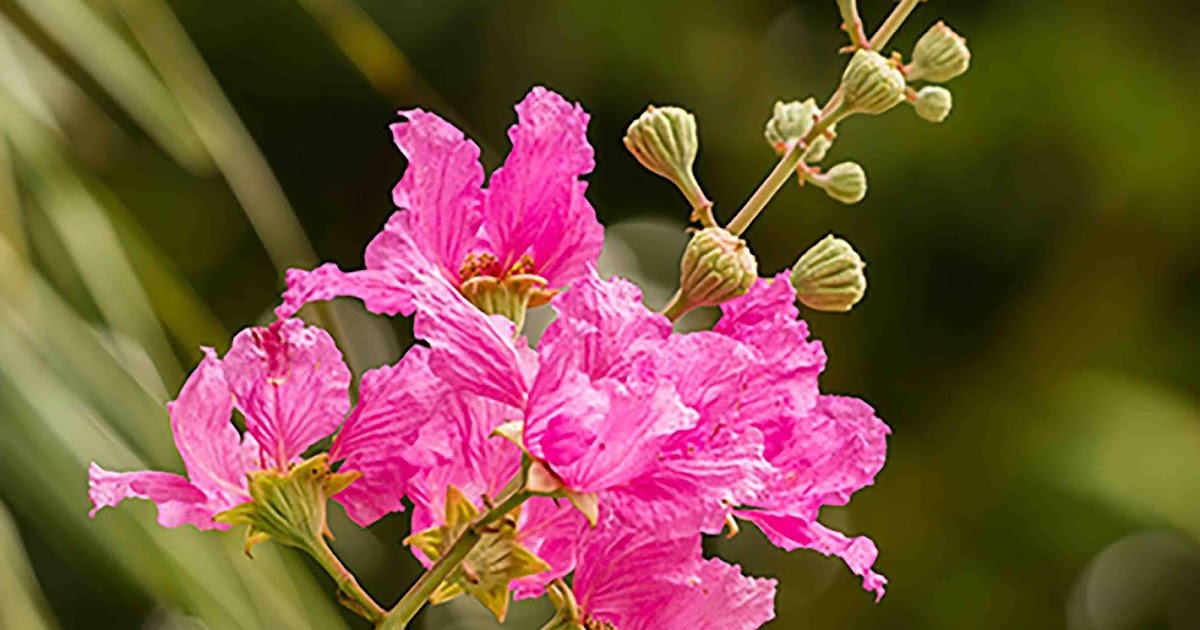 Lagerstroemia reginae Flower 006