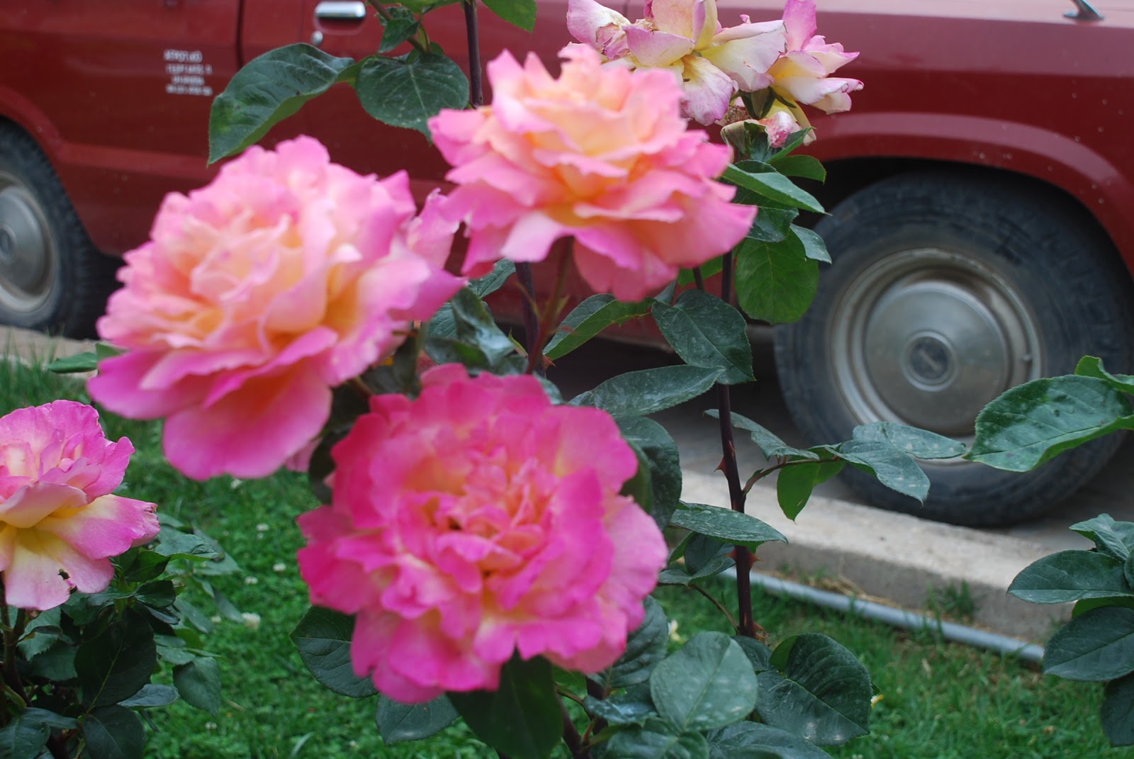 aswana-cliche: Roses in Greece