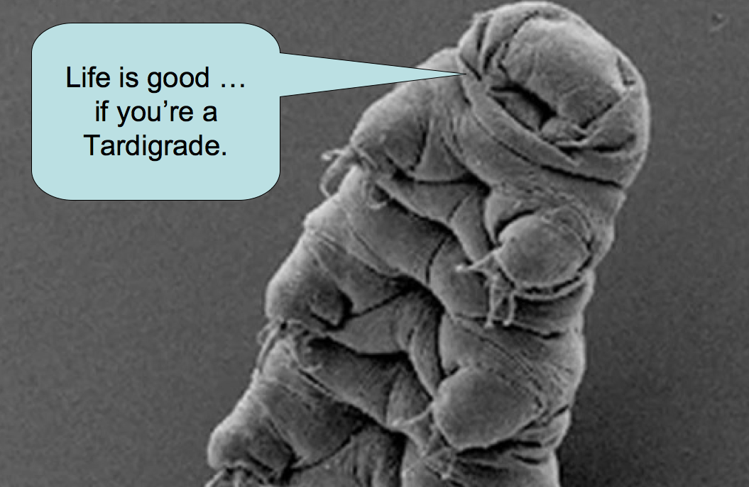 The Glass Character: Tardigrades: the horror