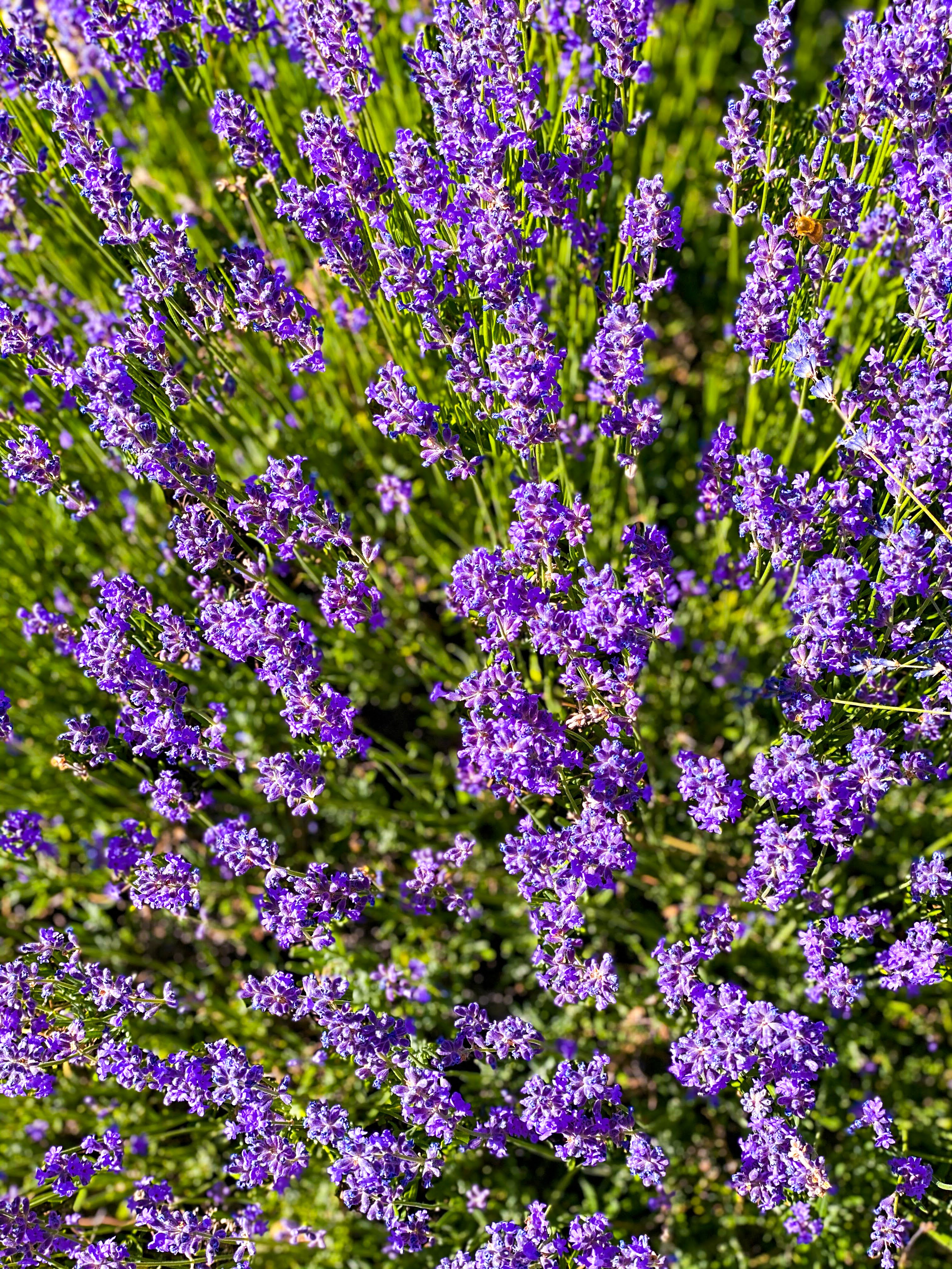 Sassy's Photography: RED CHAIR LAVENDER