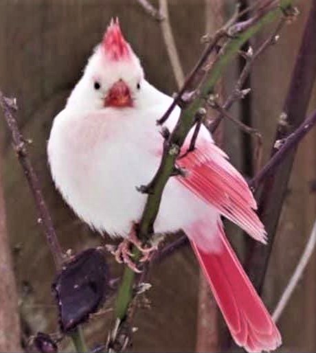 BARRY the BIRDER: White Northern Cardinal spotted in Toronto...