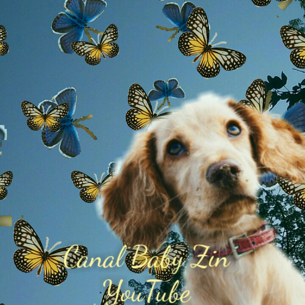 Canal Baby Zin do YouTube