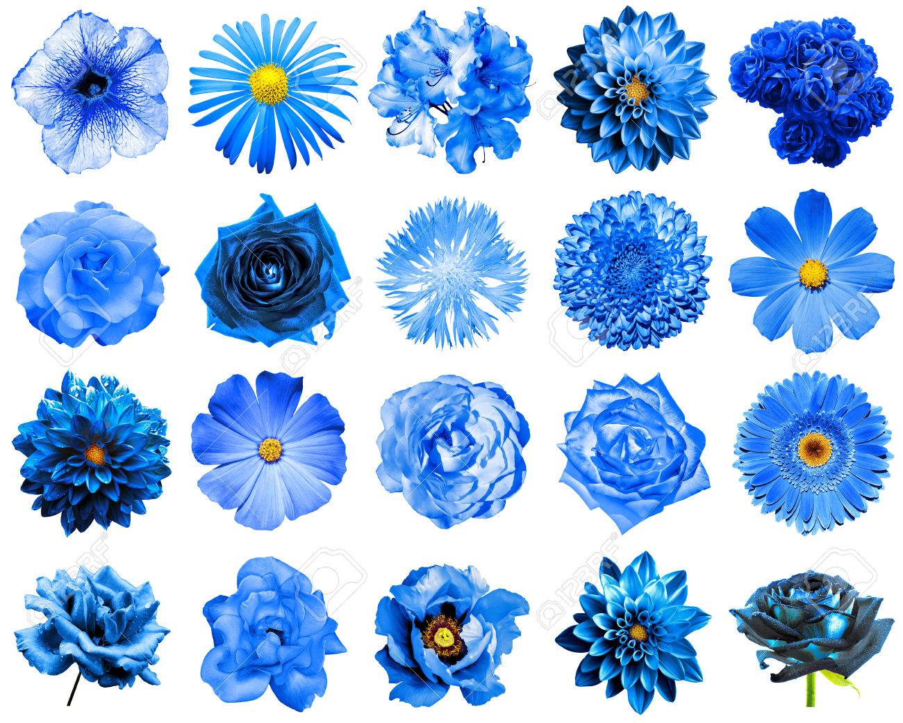 Plantas con flores azules - Id Plantae
