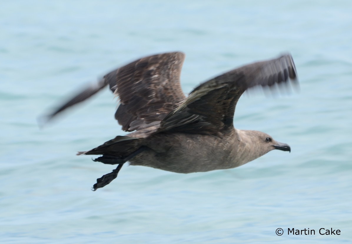 Leeuwin Current Birding: South Polar Skua at Bremer Bay