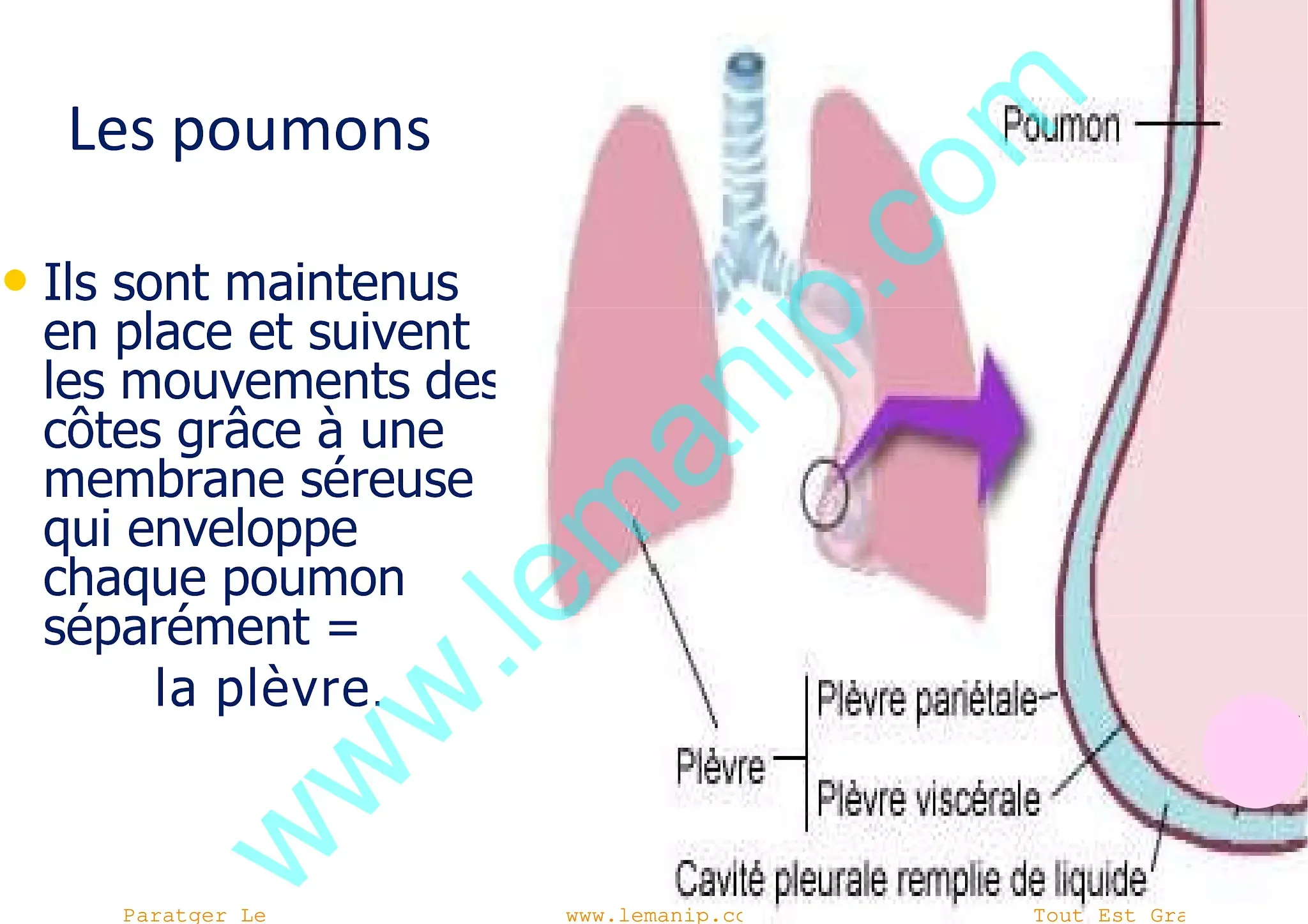 Appareil Respiratoire : Anatomie Et Physiologie