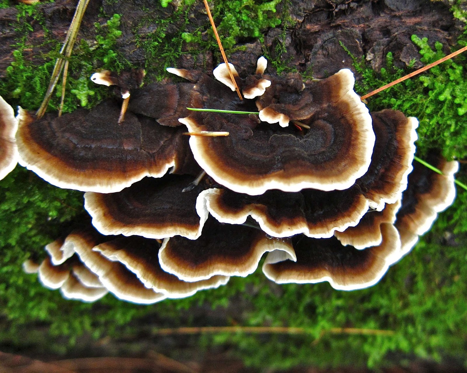 Saratoga woods and waterways: Turkey Tail Tales