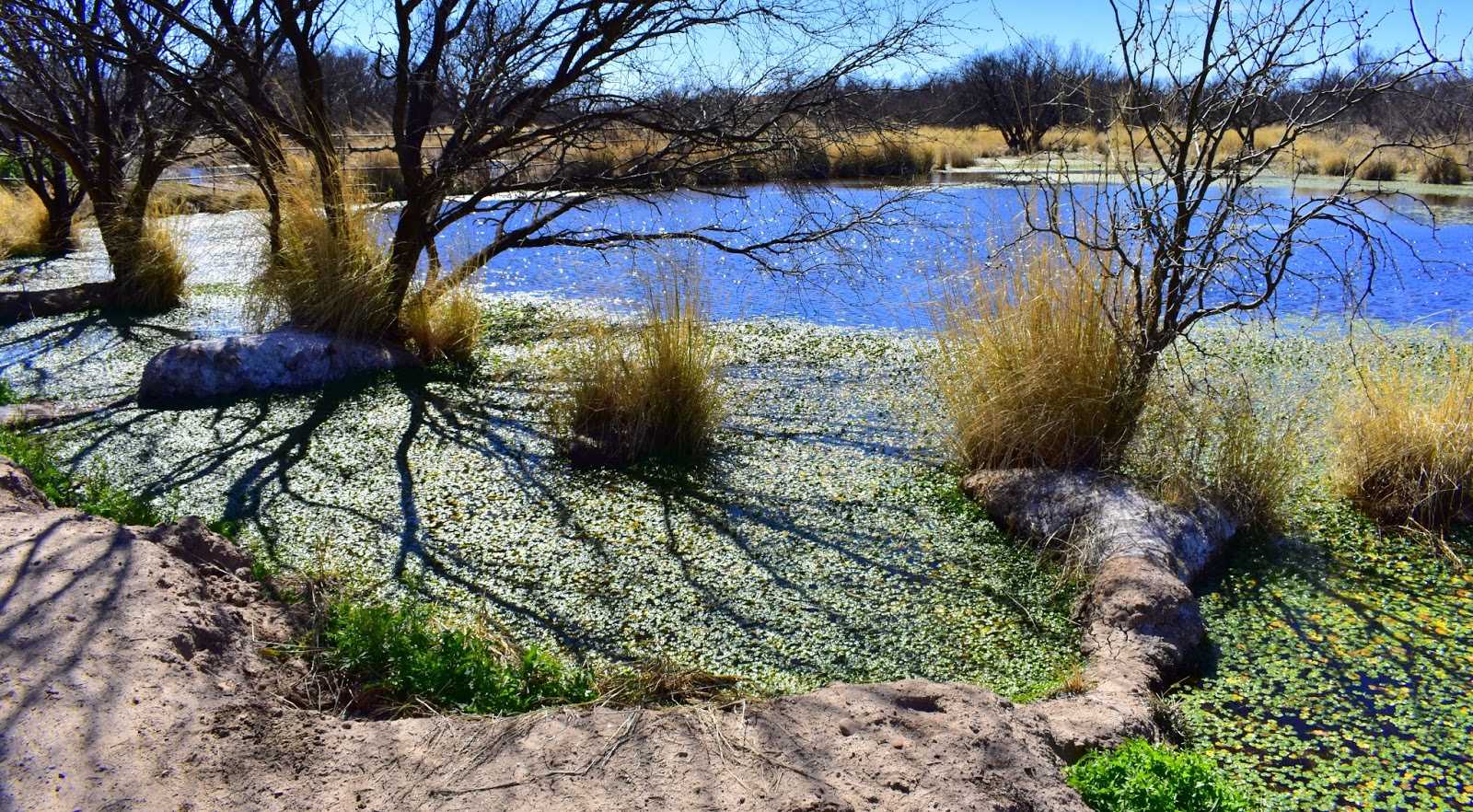 TRAVEL WITH THE BAYFIELD BUNCH:)): A LOOK AROUND PATAGONIA ARIZONA AND ...