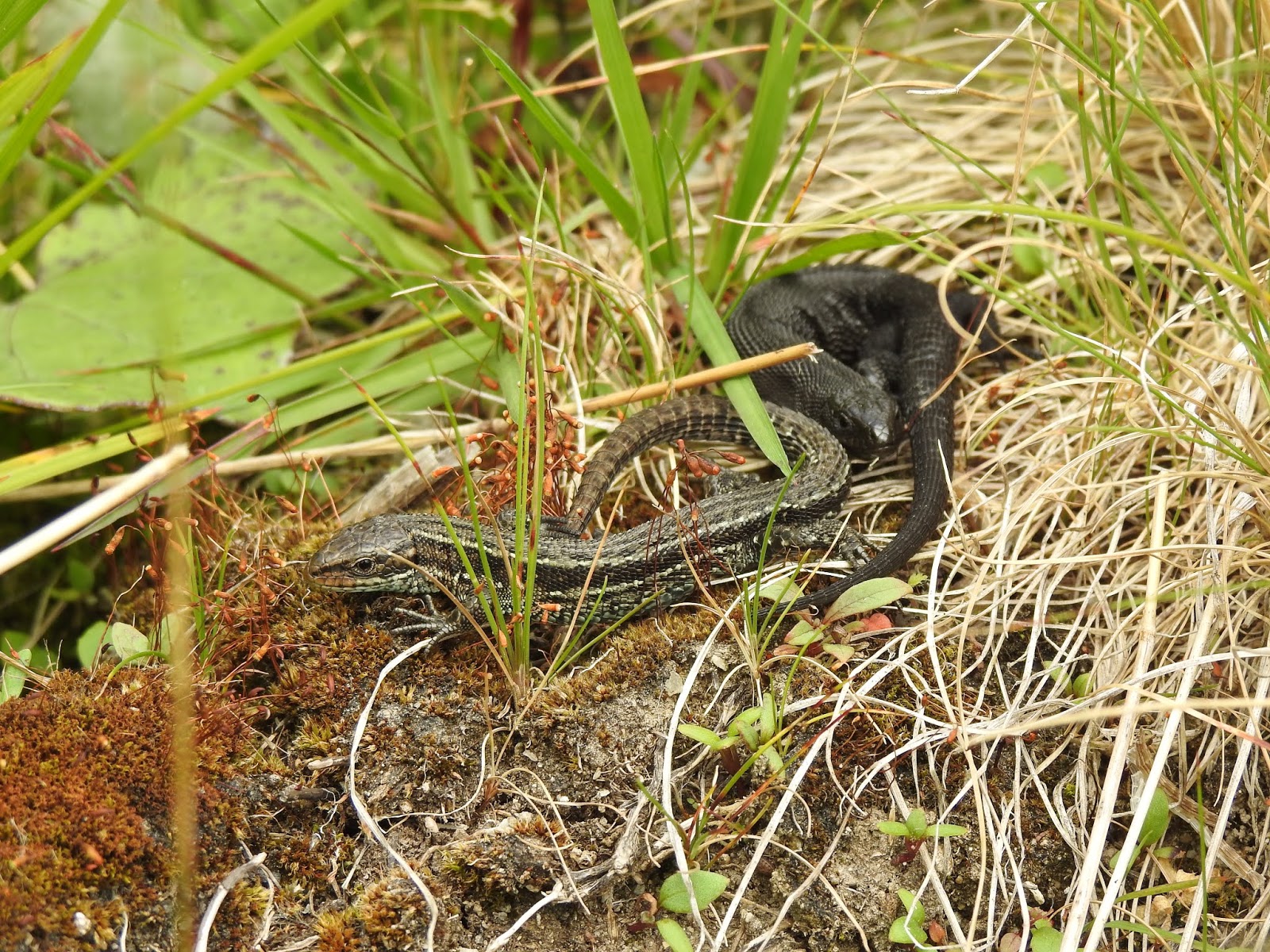 PASARI DIN ROMANIA: REPTILE ( 2 ), Soparle