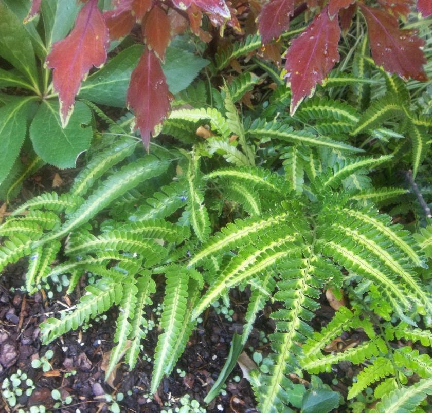 Indian Fern