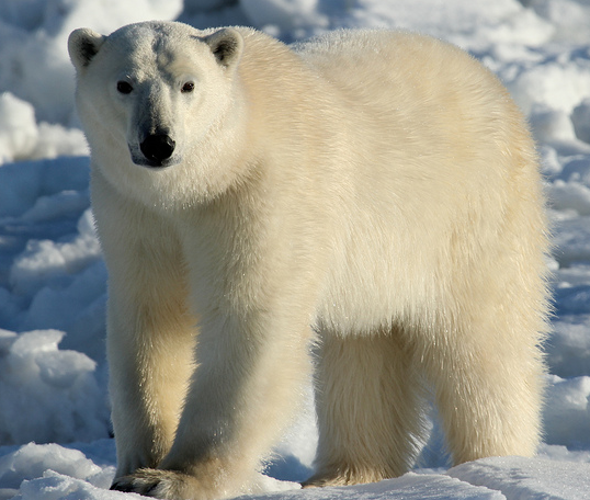 osos polares