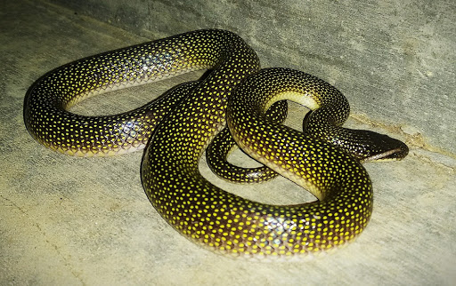 SPECIES OF SNAKES FOUND IN ASSAM