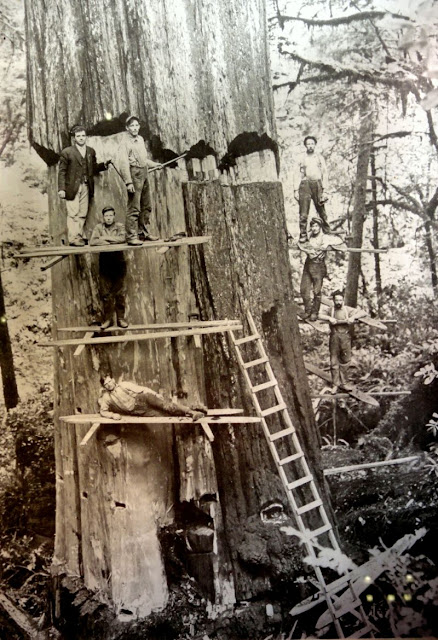 20 Vintage Photos of Lumberjacks Who Felled Big Trees Using Only Hand ...