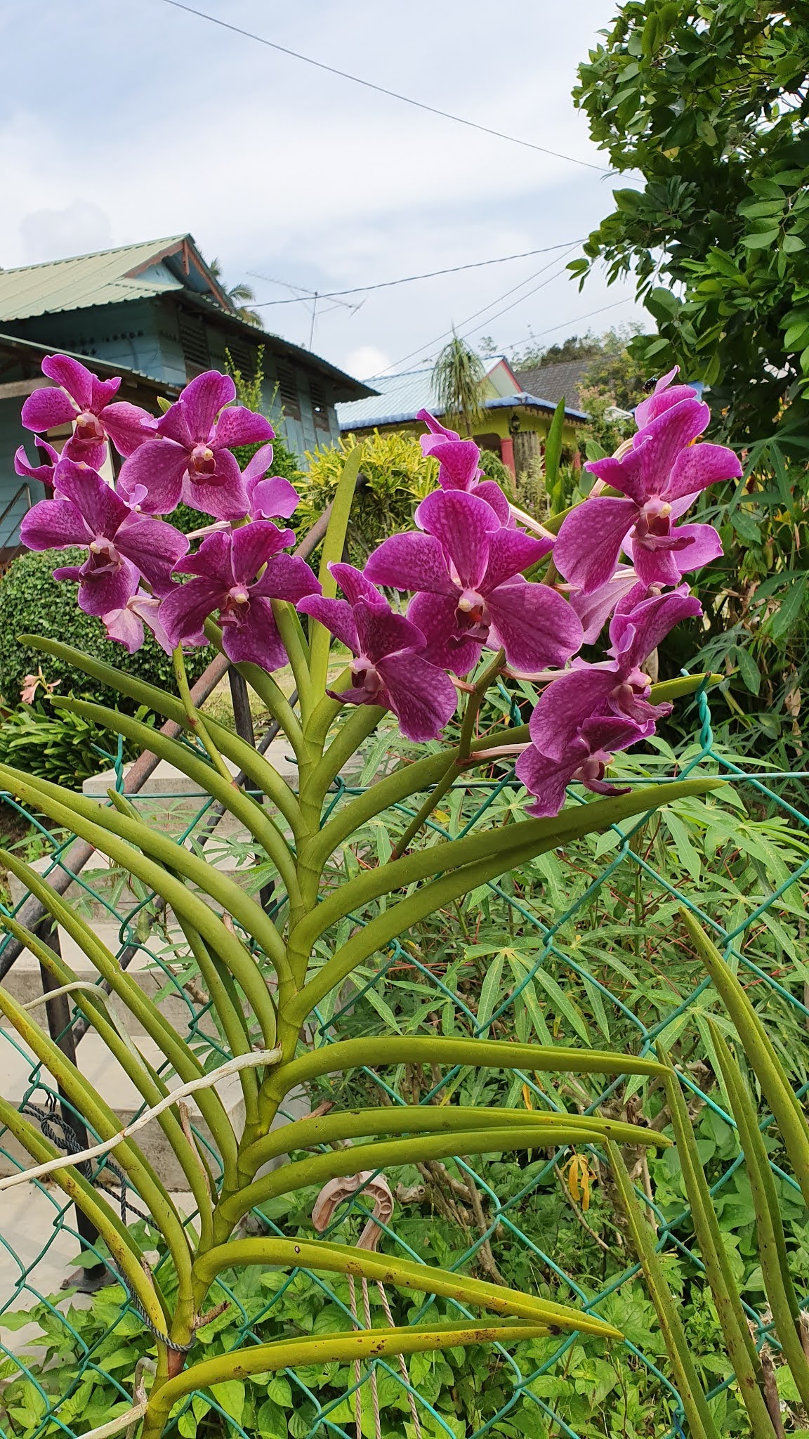 Warisan Petani: Bunga Anggerik Kampungan
