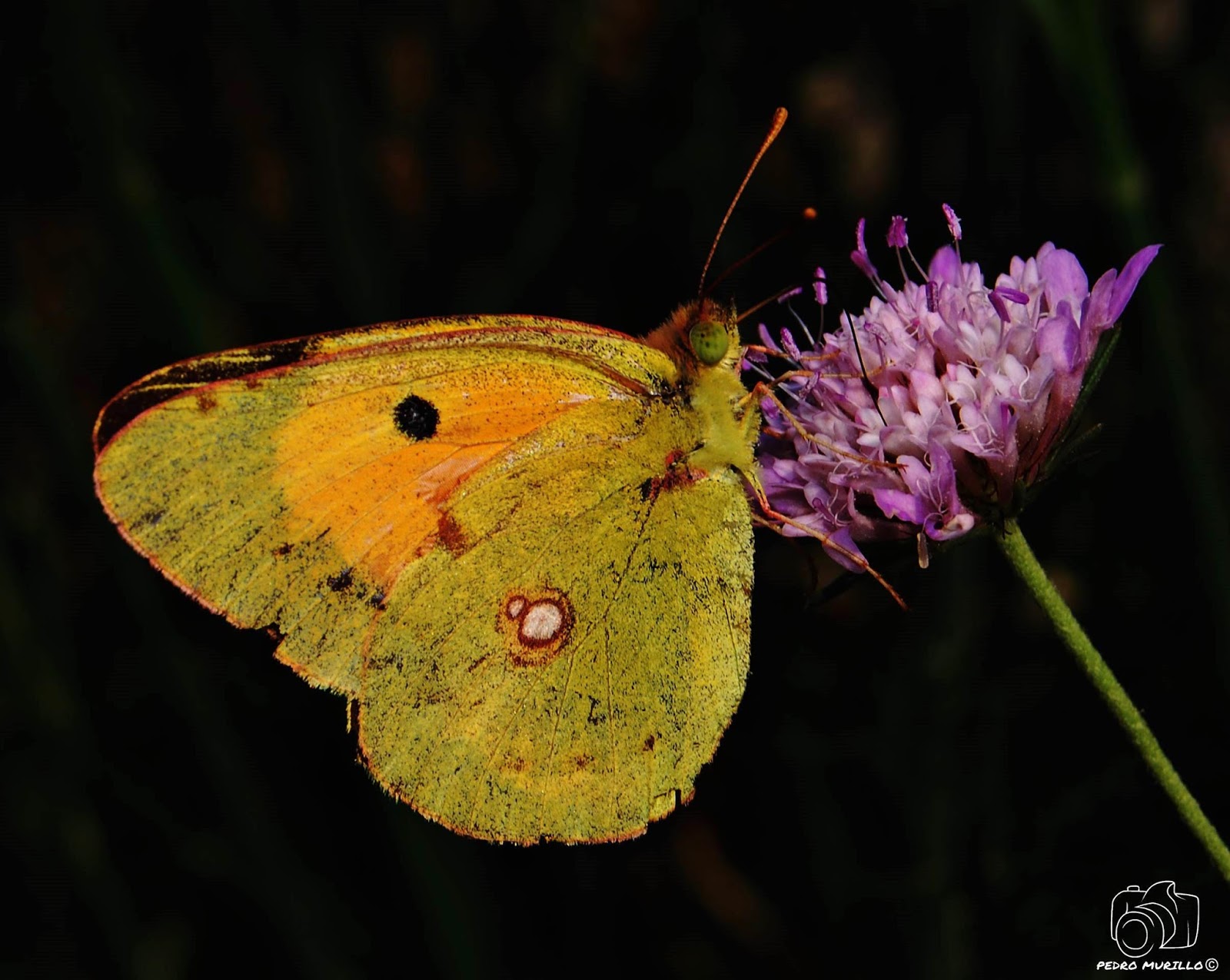 Las excursiones de Murillo "murillonature": Colia común (Colias crocea ...