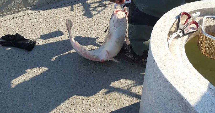 Larry's Hook Line and Sinker: Catfishing on Keystone Lake 2/13/16