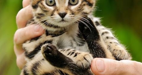 rusty spotted cat in hand