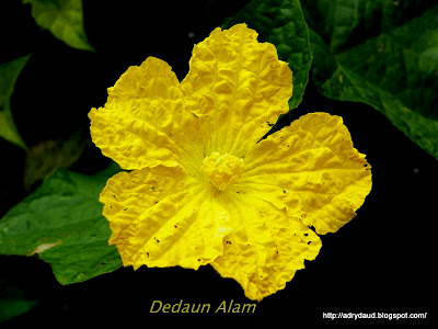 Dedaun Alam: Bunga Part XXVI