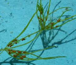 Eugerisha_sha: chara fragilis