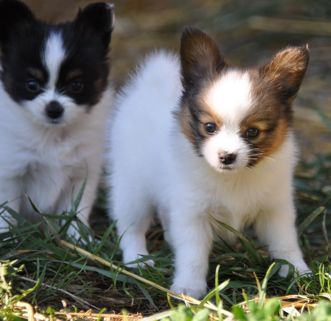 Road's End Papillons : 6 Weeks old Papillon Puppies