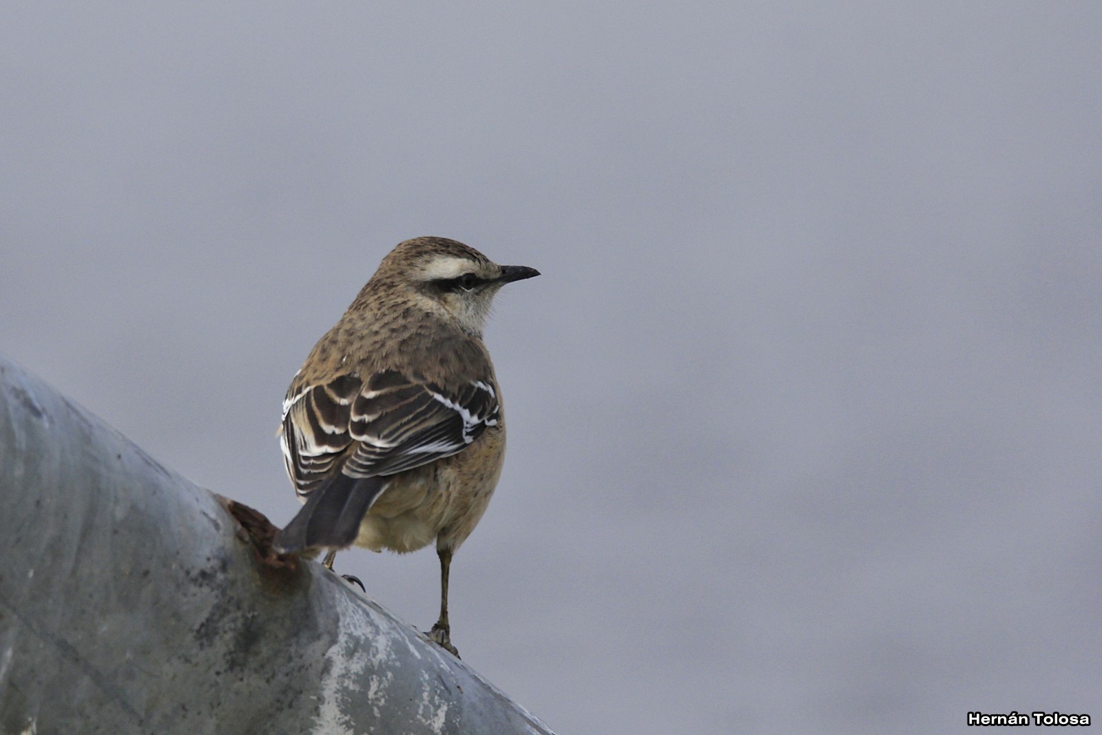 Club de Observadores de Aves de San Miguel del Monte: Censo de ...
