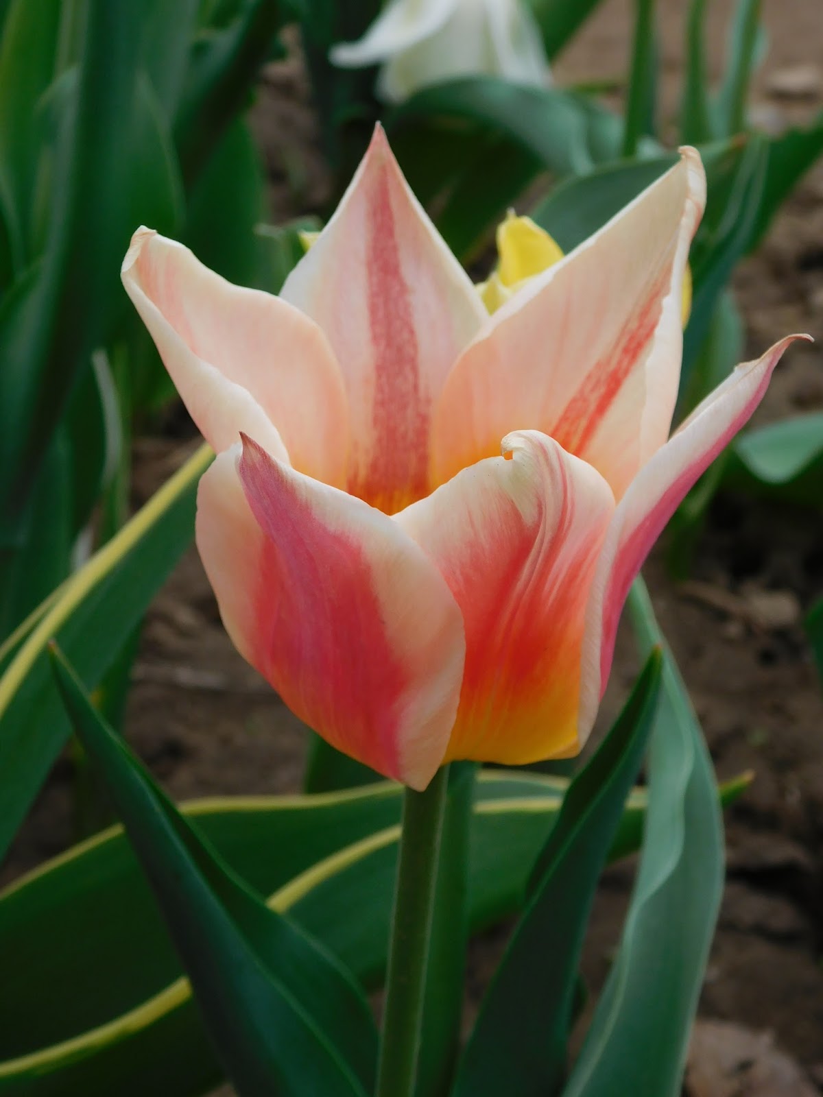 Wicked Tulip Farm