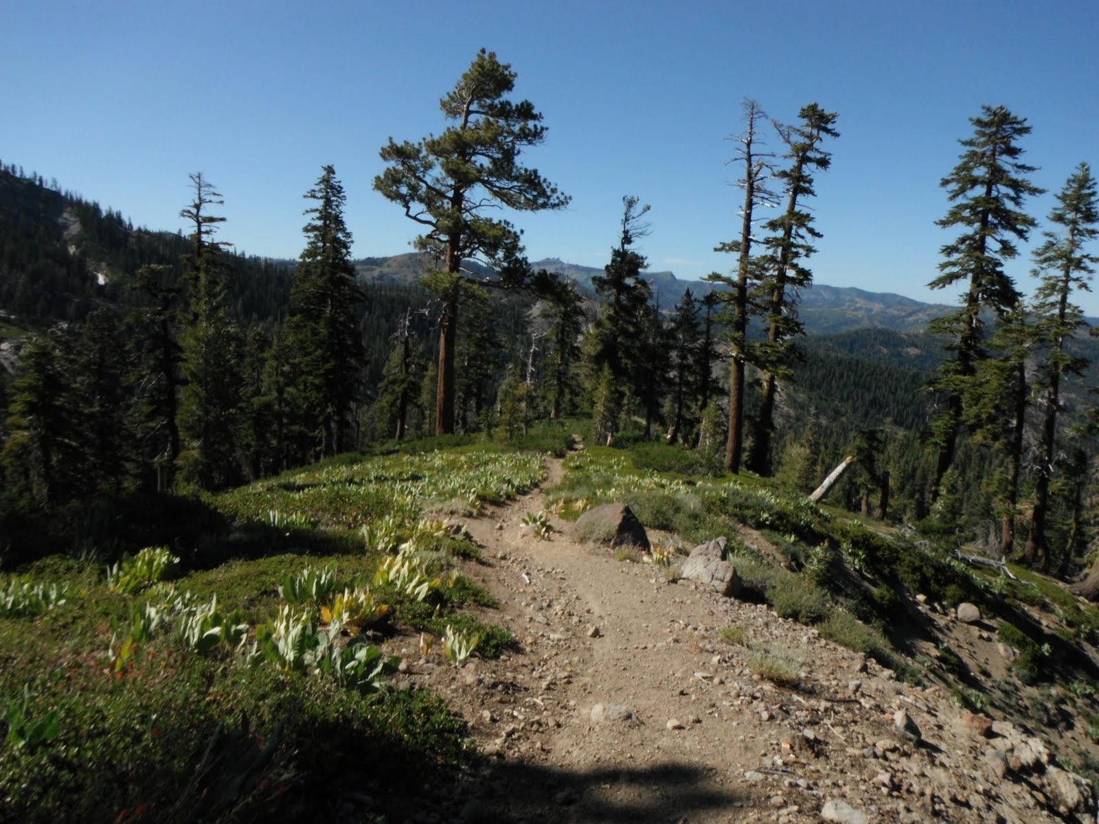 Daily Adventures: Donner Lake Rim Trail - PCT Loop