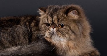 S*Atitza's Perser & Exotic: thendenzia-galleri