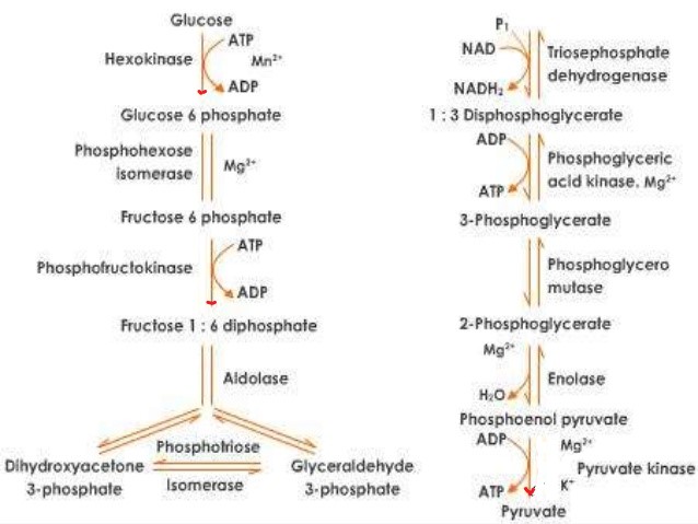 Glycolysis: easy way to learn glycolysis