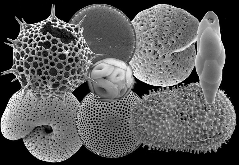 Pengertian Mikropaleontologi - GEOGRAPIK