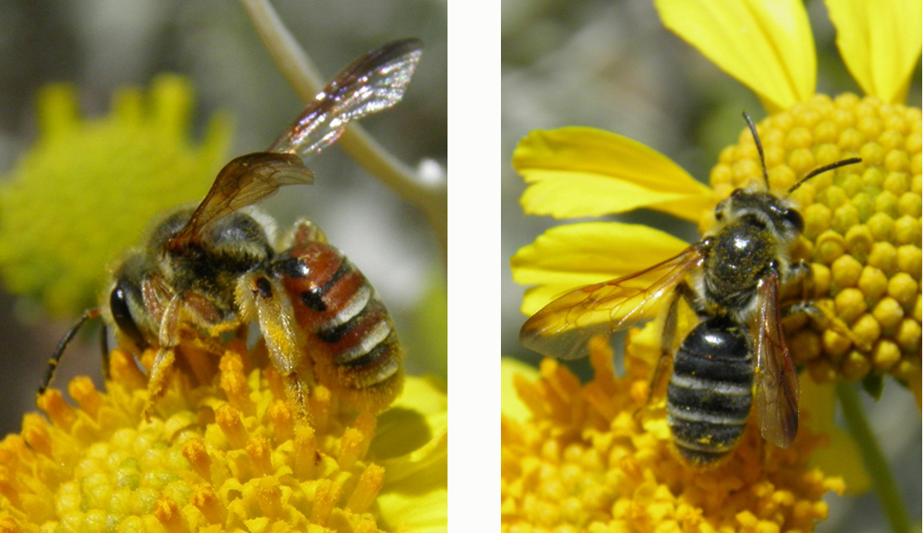 Arizona: Beetles, Bugs, Birds and more: Brittle Bush Bee Heaven