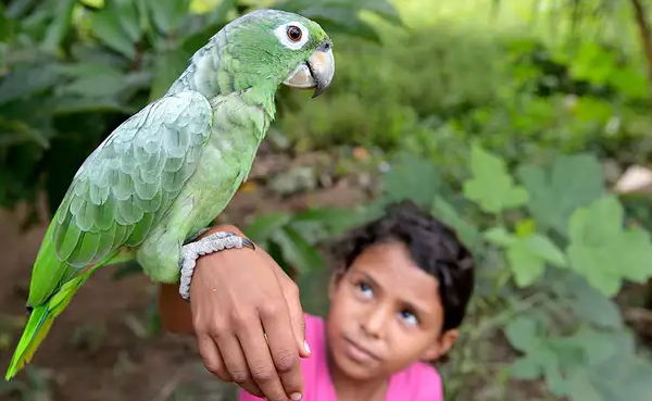 New discovery about parrot life