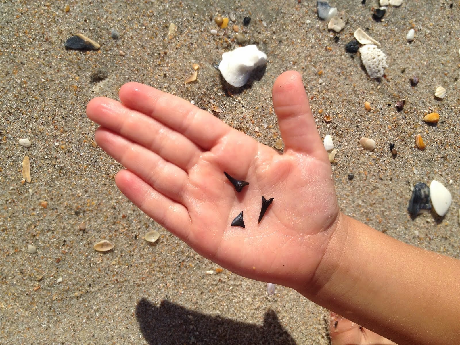 Hunting for Shark Teeth at Pawleys Island, Litchfield and DeBordieu ...