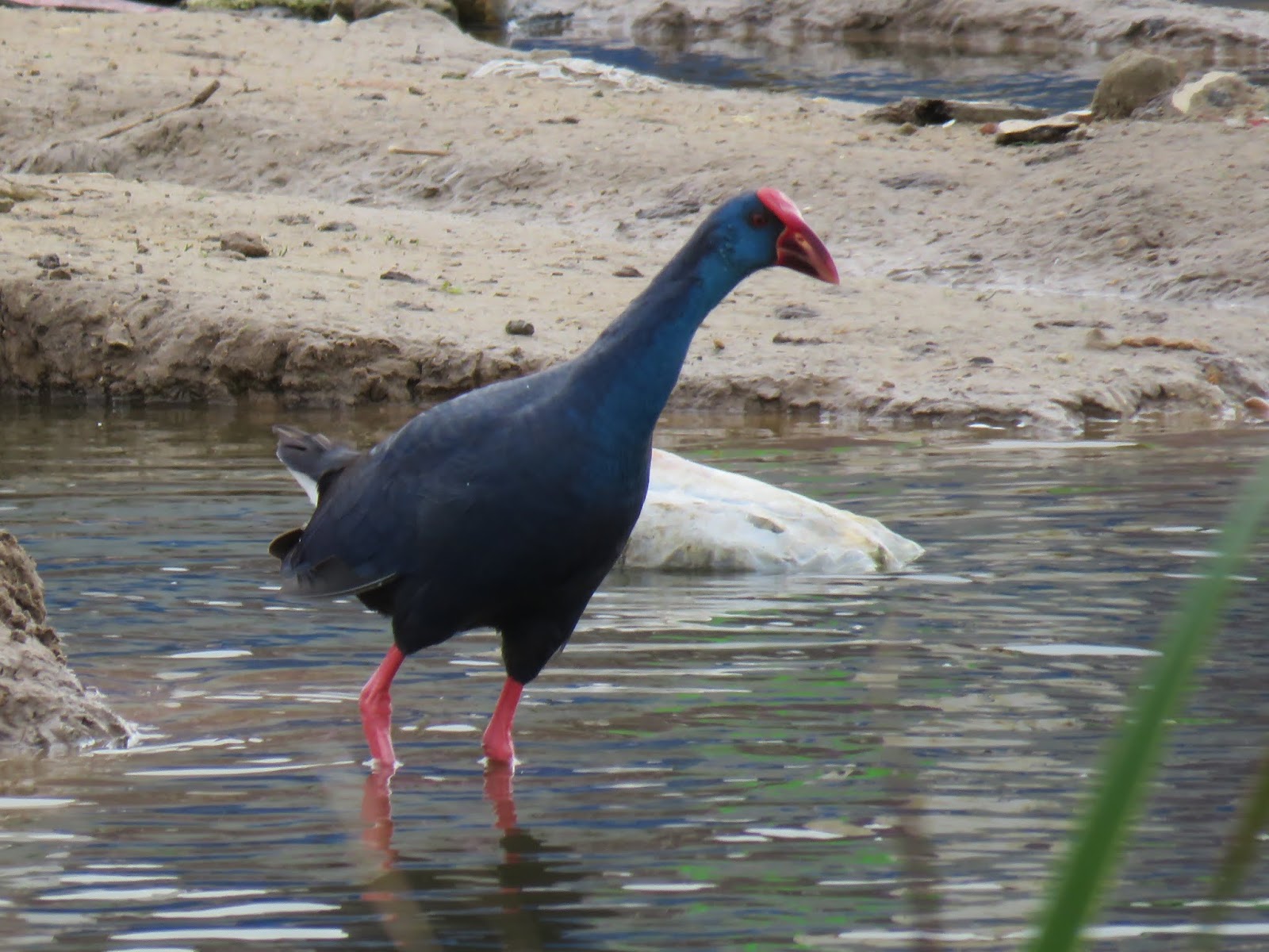 AVES DE ANDALUCÍA: Calamón Común