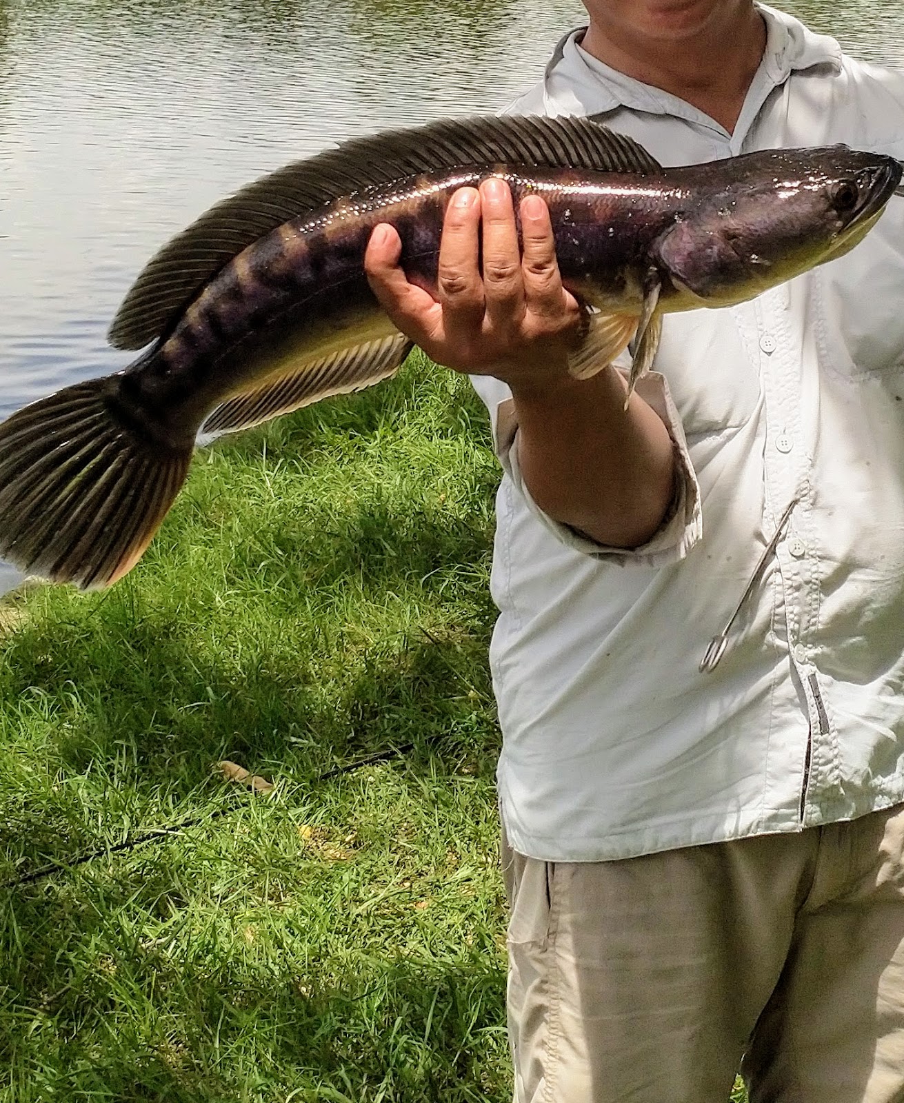 Hibiki Fishing: 2020