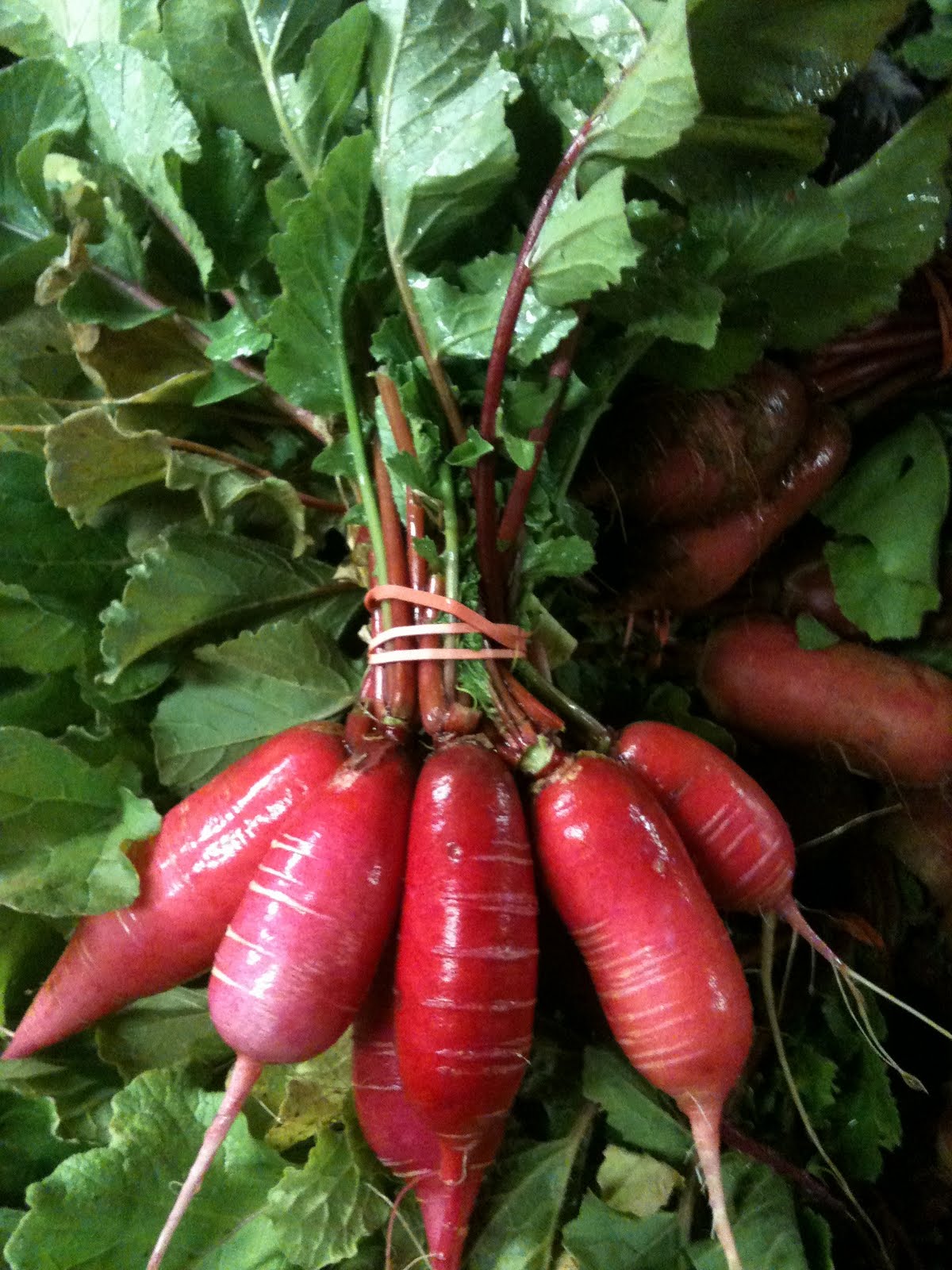 Washington Post artical about Winter Radishes - Tree and Leaf Farm