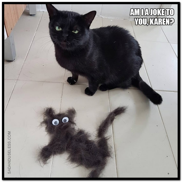 Chuck's Fun Page 2: Overly dramatic cats - 34 images