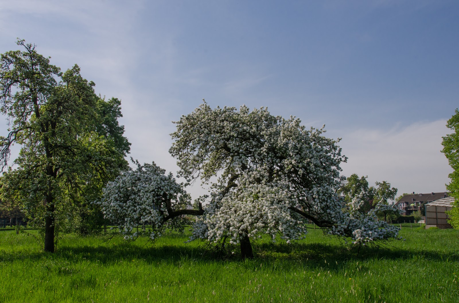 Malus domestica - ein alter Apfelbaum