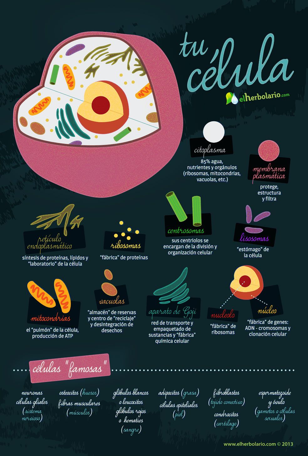 Bioquimbf: Infografías y esquemas de la célula (Biología 701)