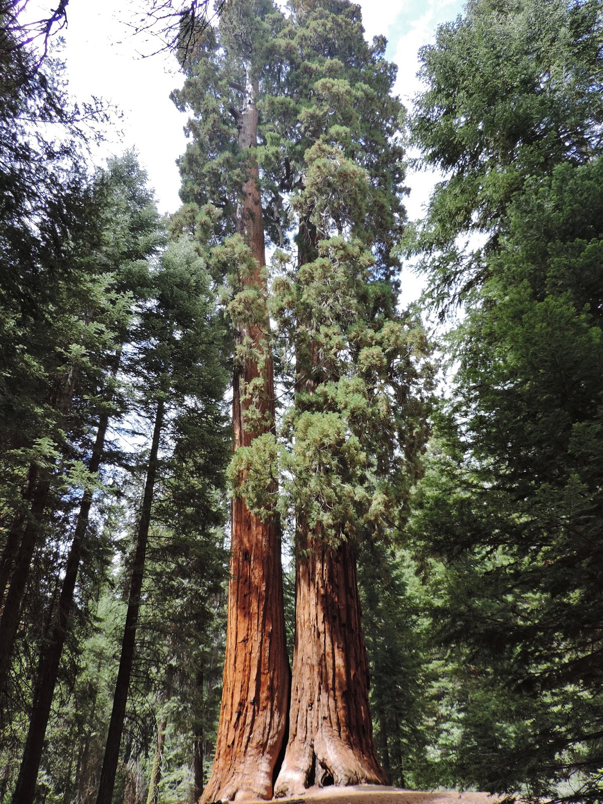 2015 TRAVELS : TRAIL OF 100 GIANTS, GIANT SEQUOIA NATIONAL MONUMENT ...