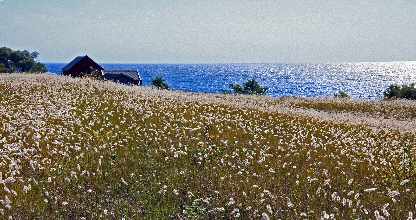 Bert:s Blogg om Mönsterås: SOMMARBILDER från ÖLAND