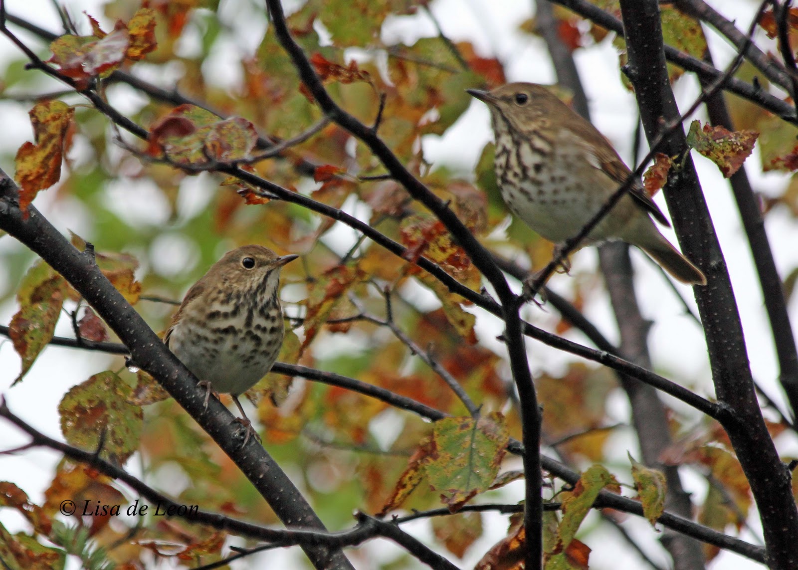 Birding with Lisa de Leon: Hermit Thrush Surrounded Us!