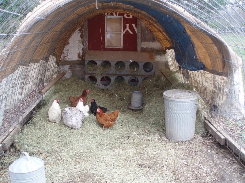 The Redneck Hippie: Backyard Chickens 101