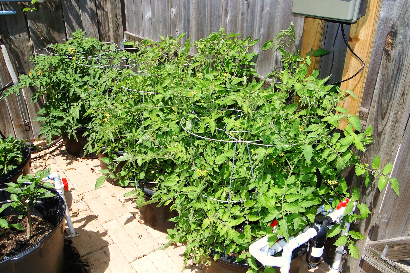 Alejandro Pepper Farm: Tomato Patch 4 Weeks Later