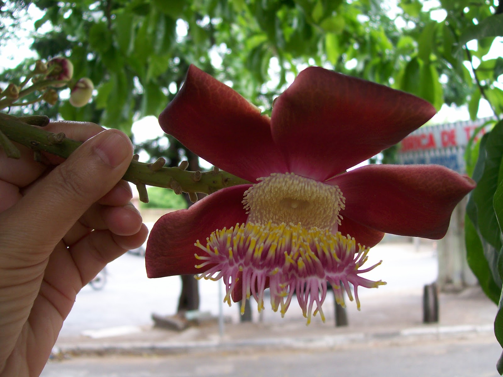 Uma semente por dia: Abricó-de-macaco: árvore, flores, folhas e sementes